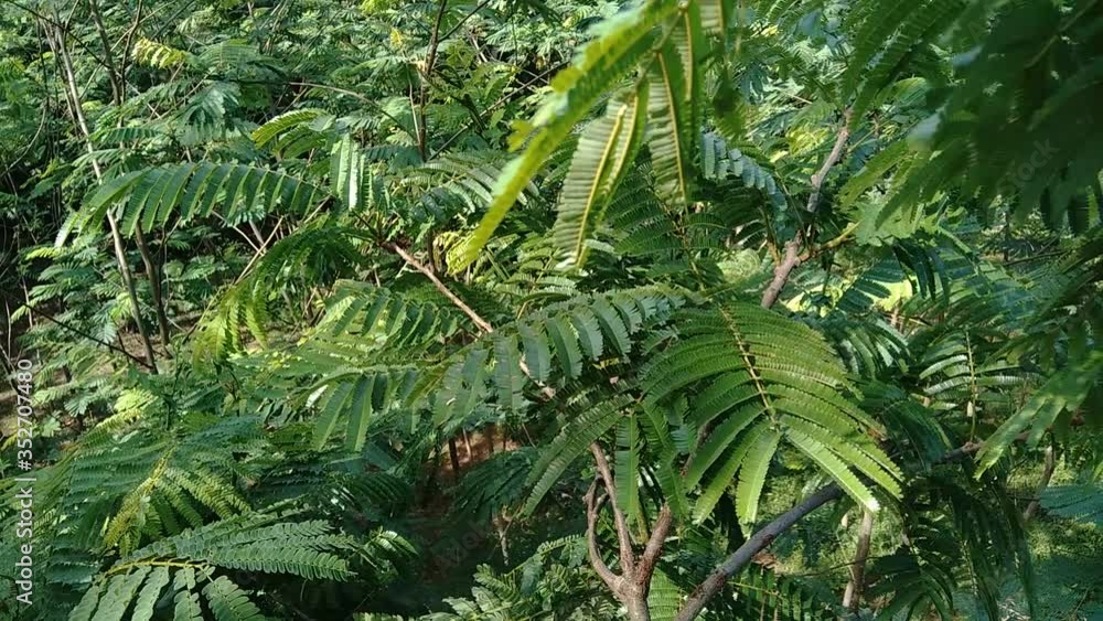 Vidéo Stock Sato leaves (Parkia speciosa, Parkia speciosa, petai, pete ...