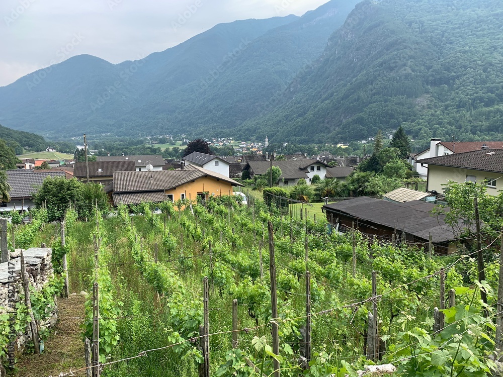 Dorf Maggia im Tessin: Blick auf die Weinreben und die kleine Ortschaft ...