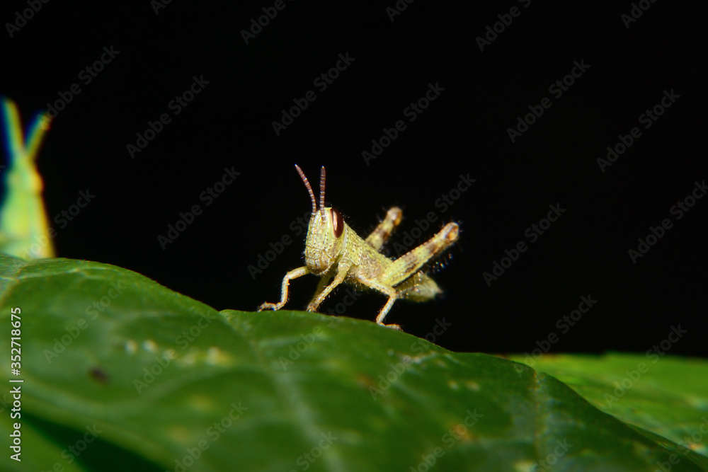 Foto de Baby of green wandering Grasshopper (Locusta migratoria ...