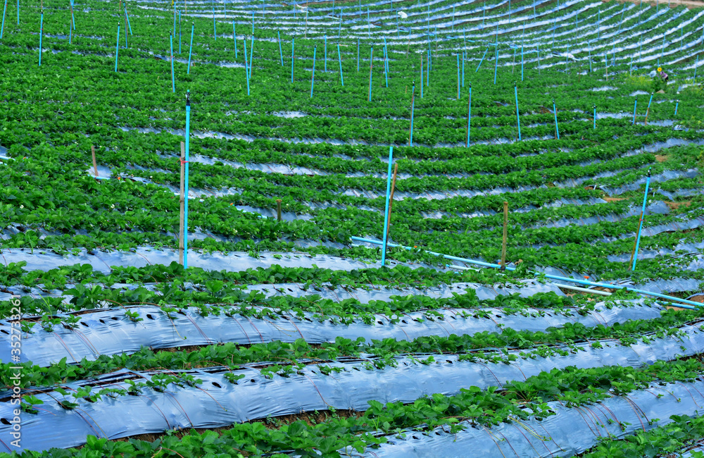 Strawberry Gardening. Irrigation system - technique of watering in the ...