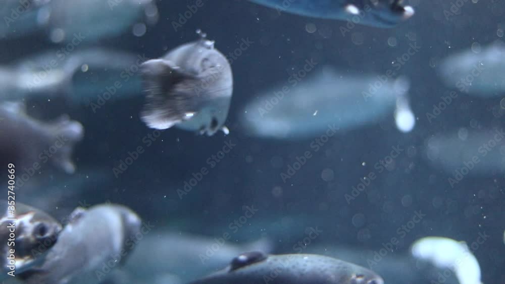 group of fishes swimming in aqua tank in aquarium, variety of fish ...