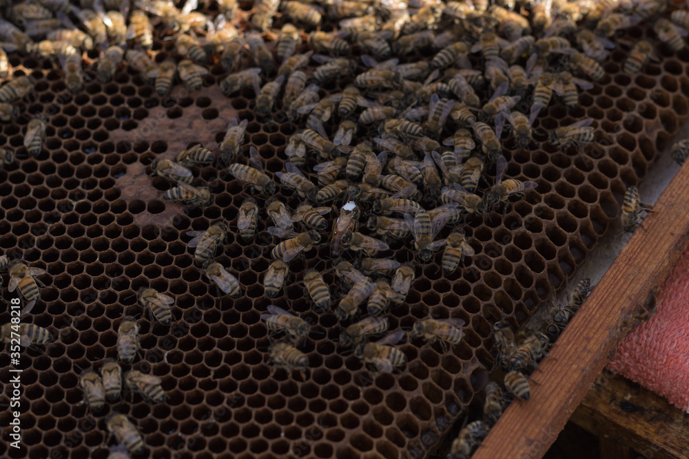A uterus of a bee marked on the abdomen. A close-up view of the open ...
