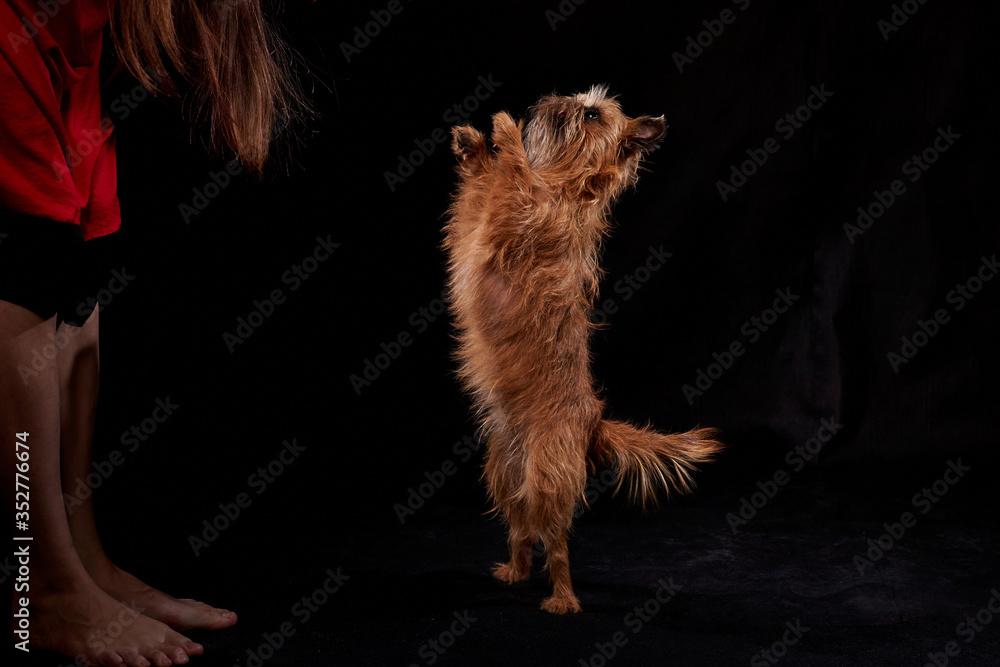 Shaggy Belgian Griffon during training. Hand of girl training Brussels ...