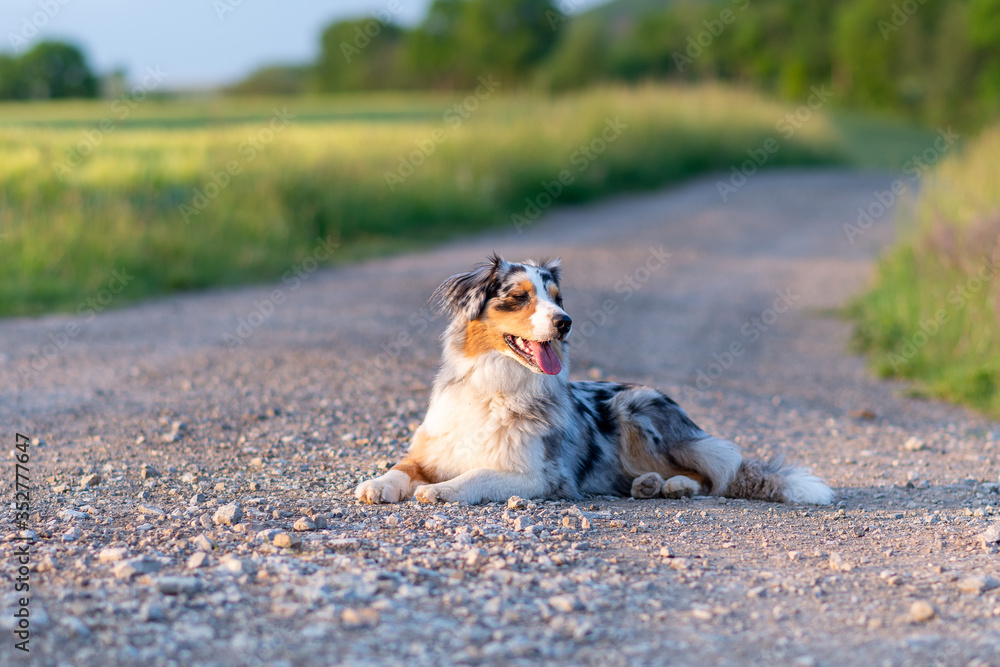 Grey Merle Australian Shepherd