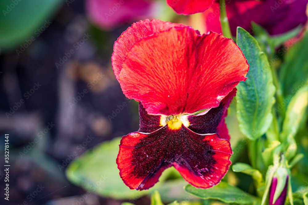 Beautiful multi-colored flowers with magical natural patterns grow in ...