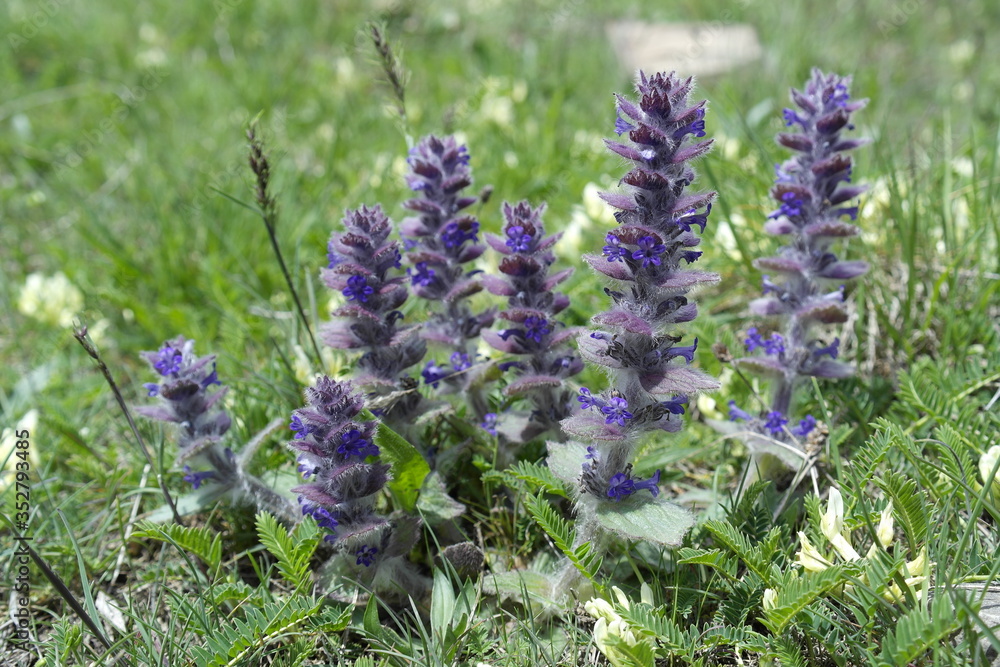 Pyramidal bugle is a perennial, herbaceous plant growing from about 5 ...