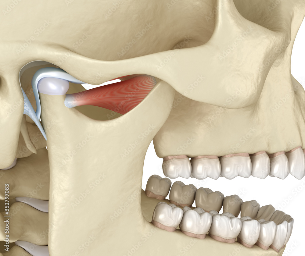 TMJ: The temporomandibular joints. Healthy occlusion anatomy. Medically ...