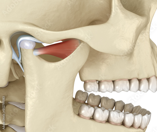 Tmj The Temporomandibular Joints Healthy Occlusion Anatomy Medically