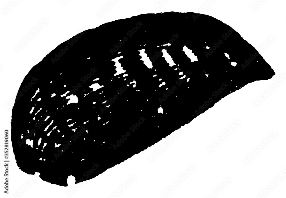 Sheep Botfly or Estrus ovis, vintage illustration. Stock Vector | Adobe ...