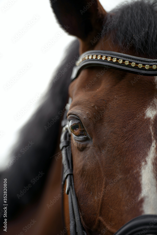 Horse's eye. Horse's head in the bridle close-up. Stock Photo | Adobe Stock