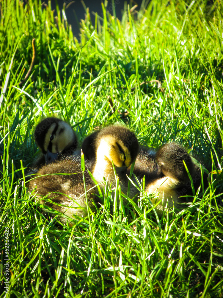 Tasmanian ducklings sunbathing on grassland by the Meander River ...