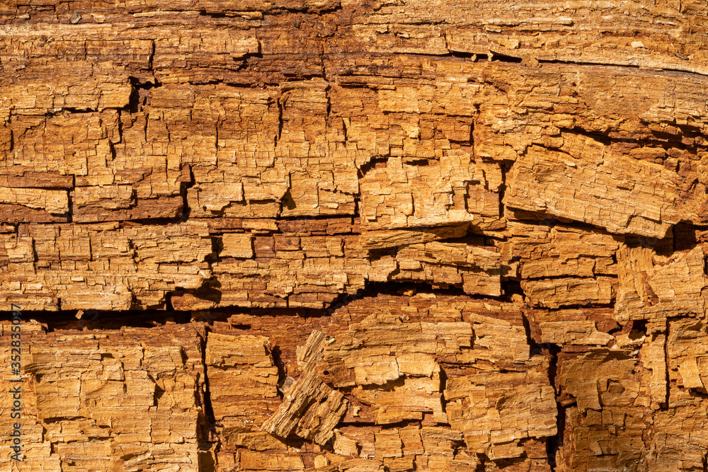 Rotten oak texture as background. Wood texture on a clear sunny morning ...