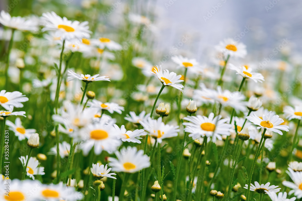 Margeriten Leucanthemum vulgare Blume Blüten Wiese Sonne Sommer ...