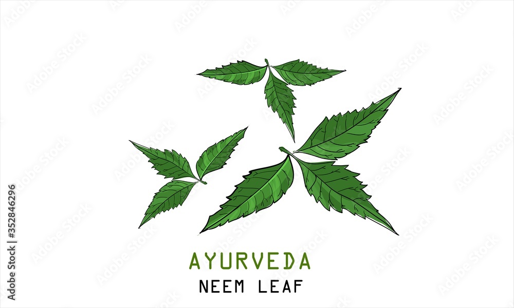 Neem leaf. Ayurveda Herb. Health and Nature. medicinal plant Stock ...