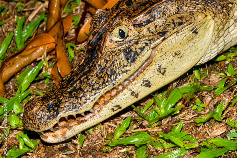 Spectacled Caiman, White Caiman, Common Caiman, Caiman crocodilus ...