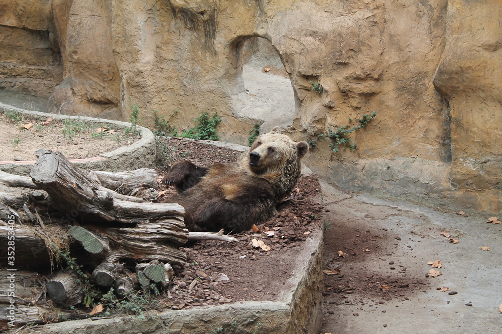 Wildlife. Beasts. Wild beast. Animals in the wild. Animals in the zoo ...