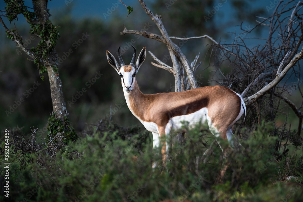 Sub adult Springbok in karoo veld Stock Photo | Adobe Stock