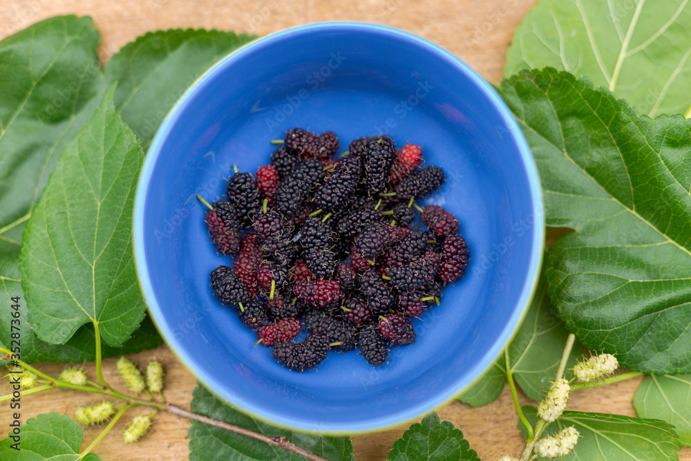 Amora madura em pote de cerâmica e colhida em quintal de casa de ...