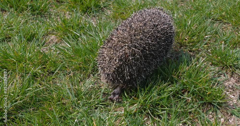 Vidéo Stock Close-up rear view of legs of cute wild purposeful hedgehog ...