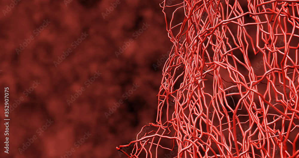 System many small capillaries branch out of the large blood vessels ...