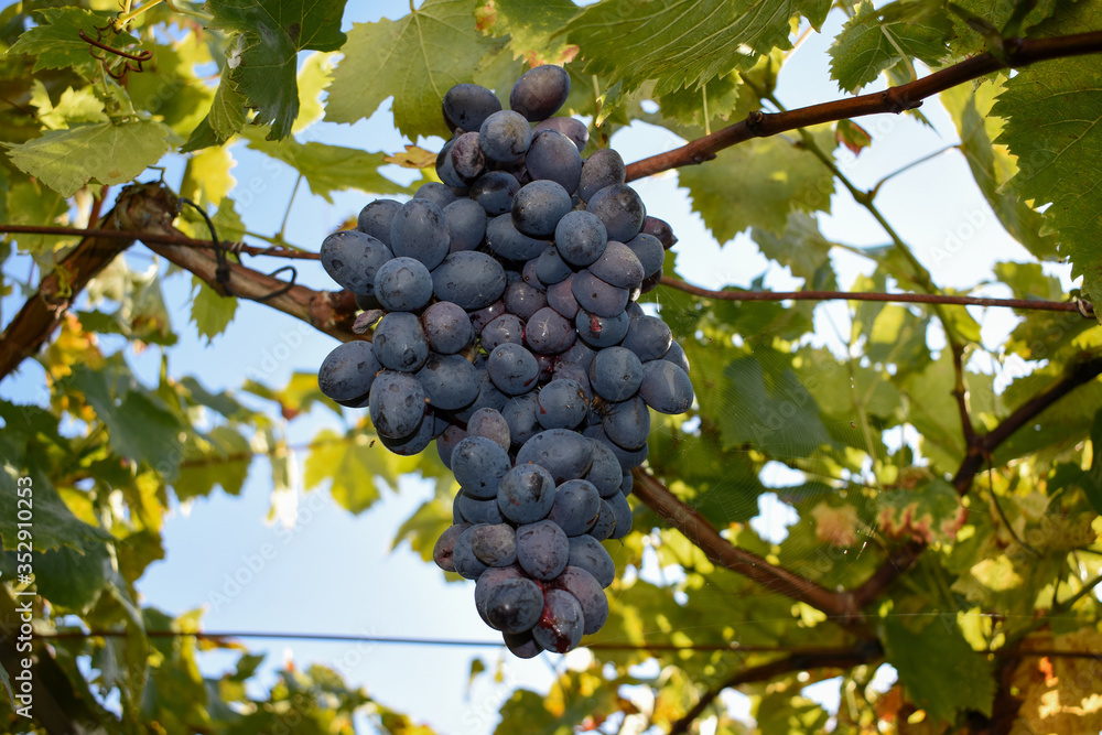 Racimo de uvas muy maduras empezando a estropearse en la vid, con una ...