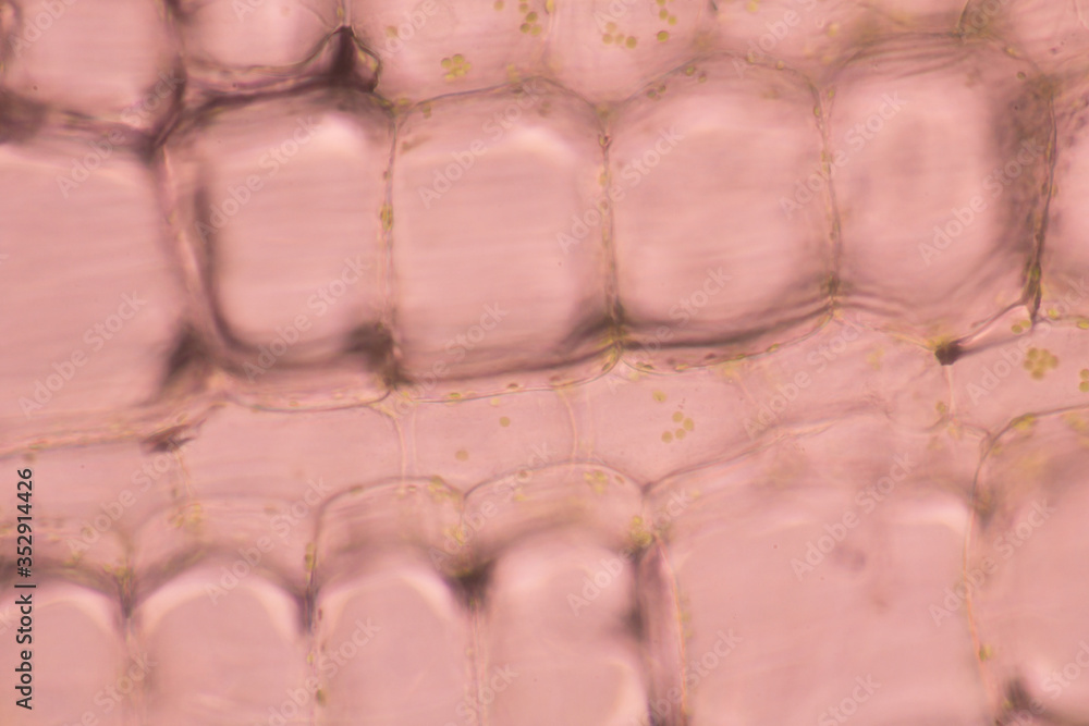 View in microscopy cell membrane of green plant background for biology ...