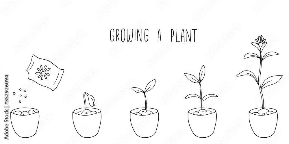 a growing plants process. Hand drawn vector illustration. Stock Vector ...