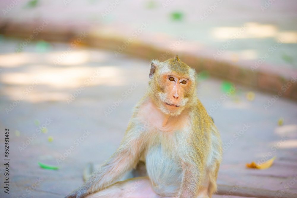 Asian monkey species that are alone Stock Photo | Adobe Stock