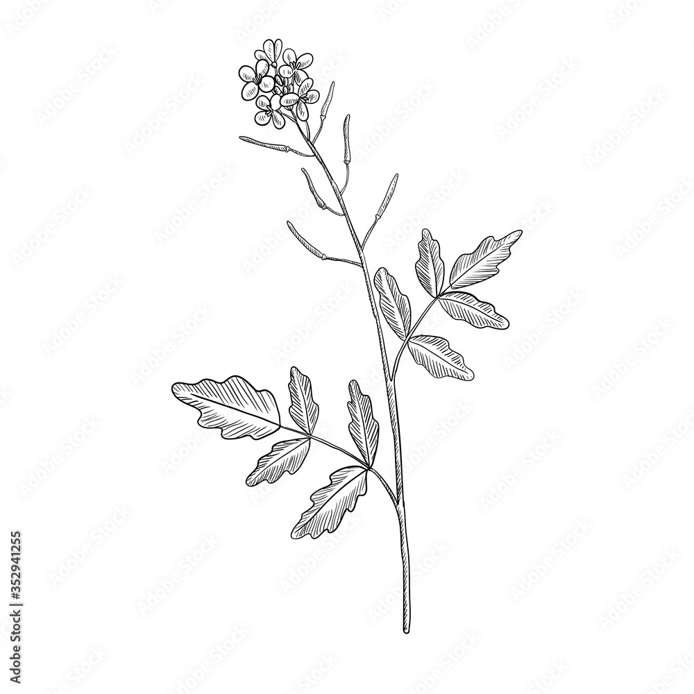 vector drawing watercress flower Stock Vector | Adobe Stock
