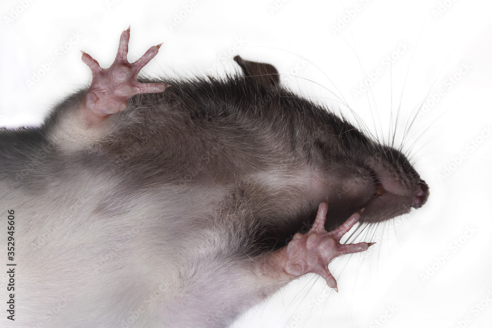 Rat front legs, isolated on white background, bottom view, selective ...