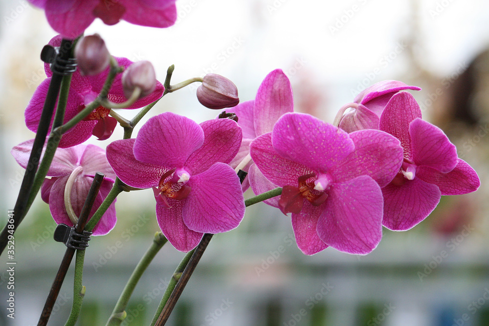 Orchid species Vanda, found in India, the Himalayas, Southeast Asia ...