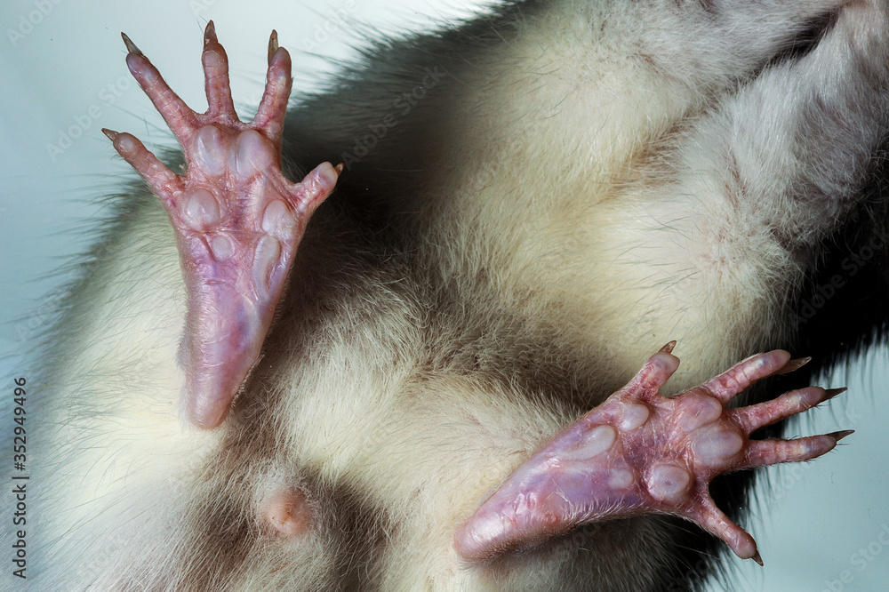 Rat hind paw, close-up. Bottom view, selective focus. The concept of ...