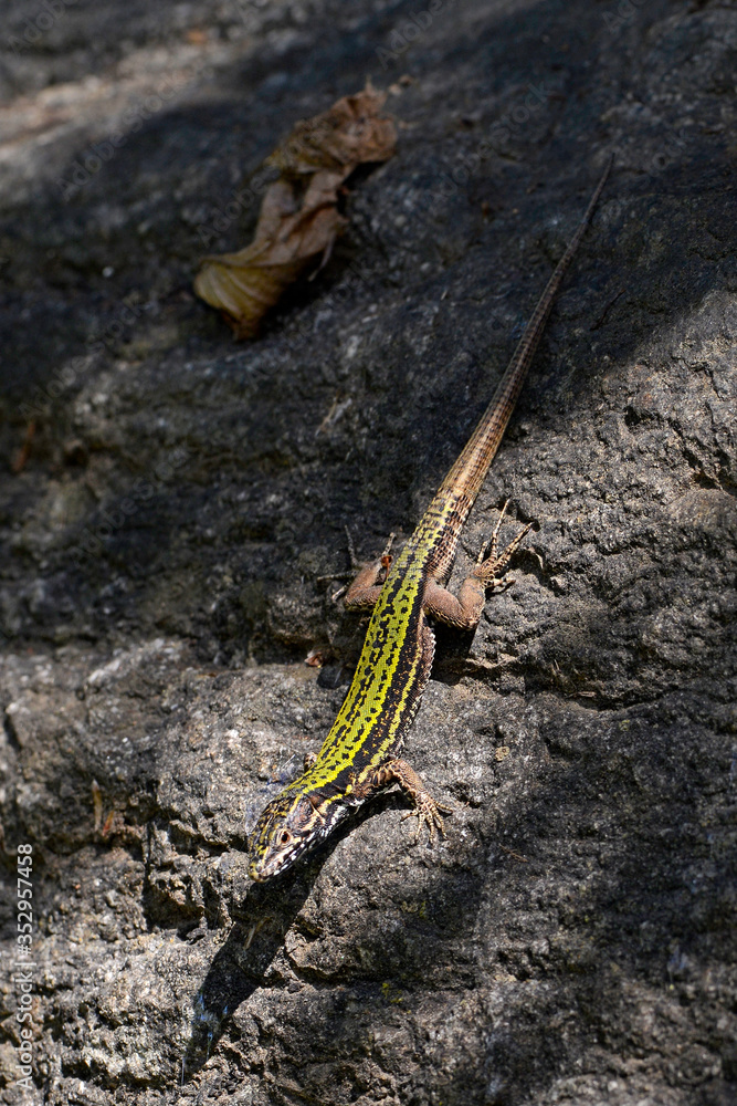 Mauereidechse (Podarcis muralis nigriventris) Deutschland / Bayern ...