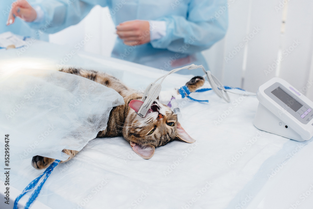 In a modern veterinary clinic, an operation is performed on an animal ...