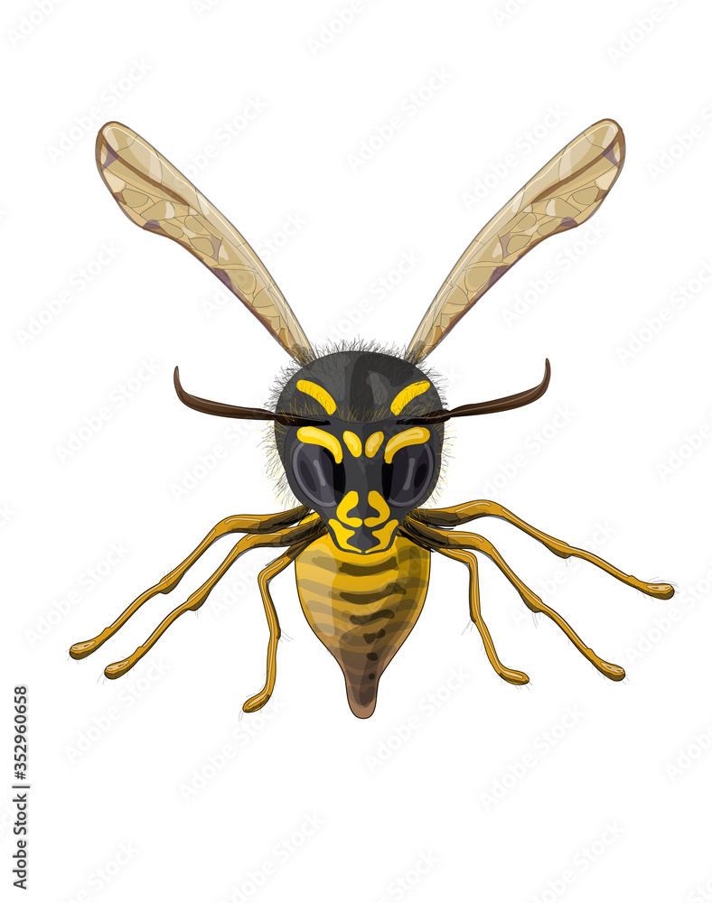 Stock vector illustration. The fluffy wasp is drawn in close-up ...