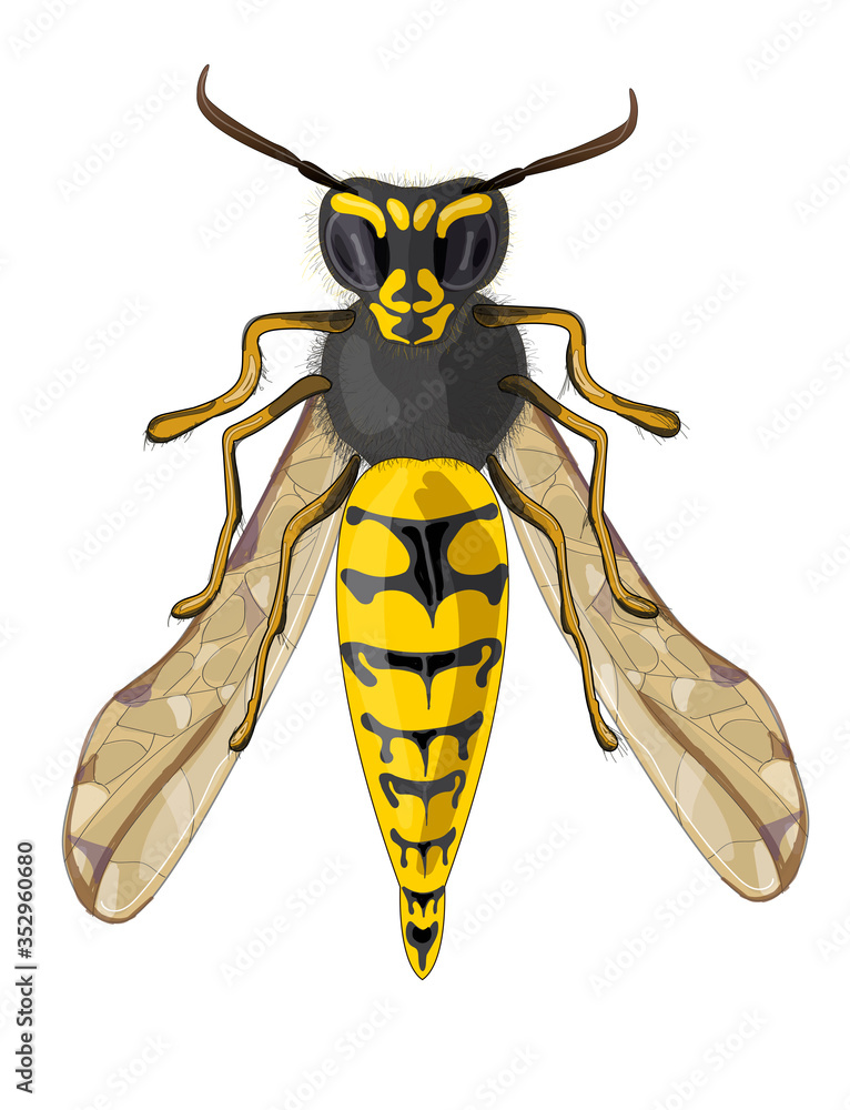 Stock vector illustration. The fluffy wasp is drawn in close-up ...