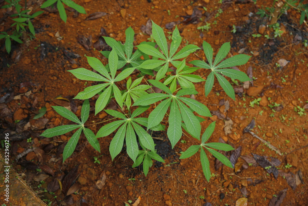 Tapioca tree isolated on nature Stock Photo | Adobe Stock