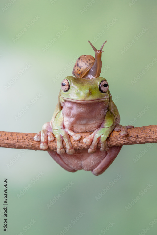 Story about friendship of tree frog and snail Stock Photo | Adobe Stock