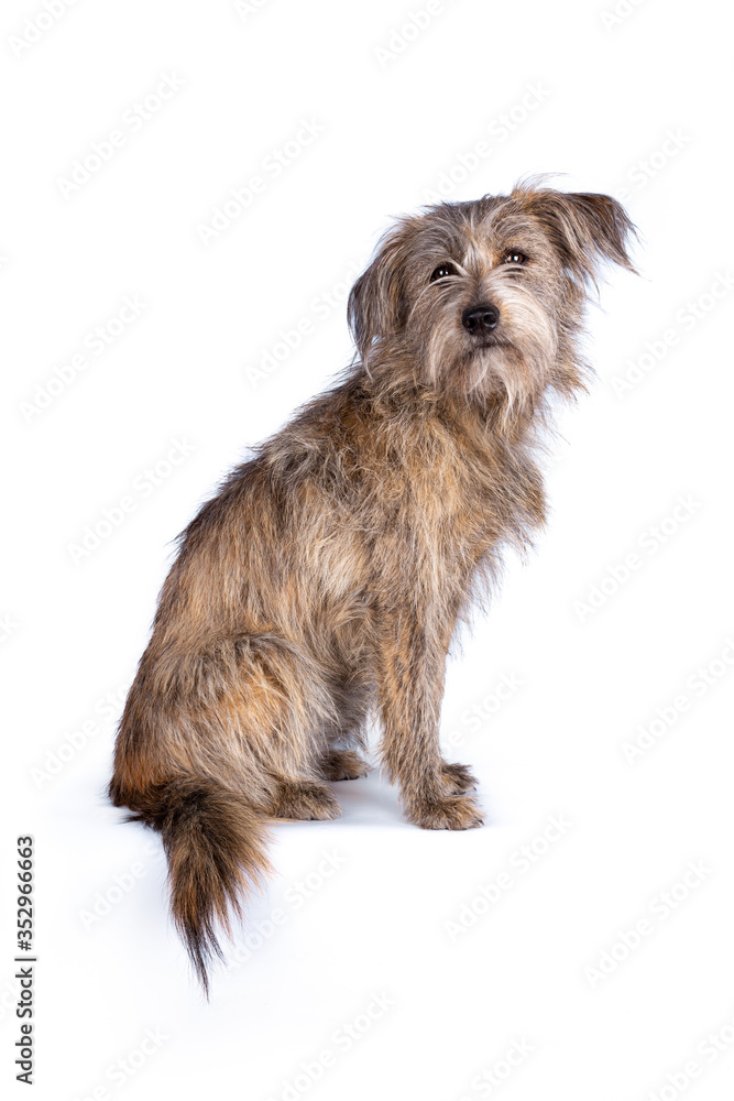 1 year old cute Mongrel scruffy looking street dog, sitting, looking into the Camera, isolated ...