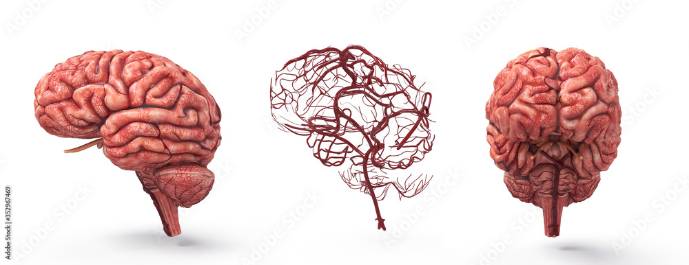 3d rendered illustration of a human brain, in two different angles and ...