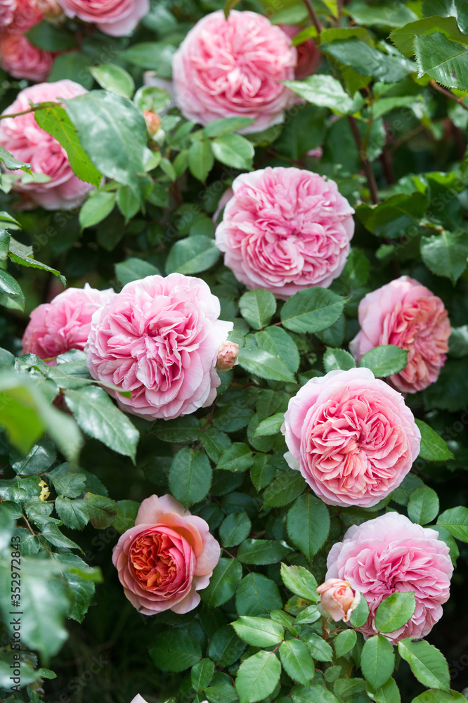 Nostalgic Hybrid Tea Rose Chippendale. Beautiful bush of yellow pink ...
