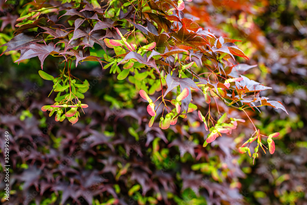 Acer palmatum red leaves and seeds in summer garden. Red emperor maple ...