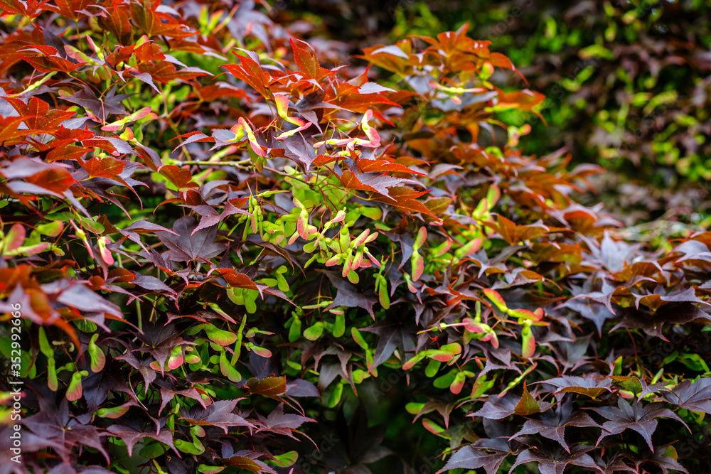 Acer palmatum red leaves and seeds in summer garden. Red emperor maple ...