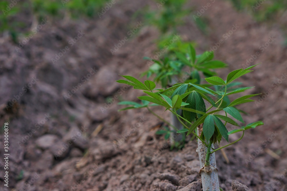 Cassava planting area of Thai farmers in rural areas. Thai farmers earn ...