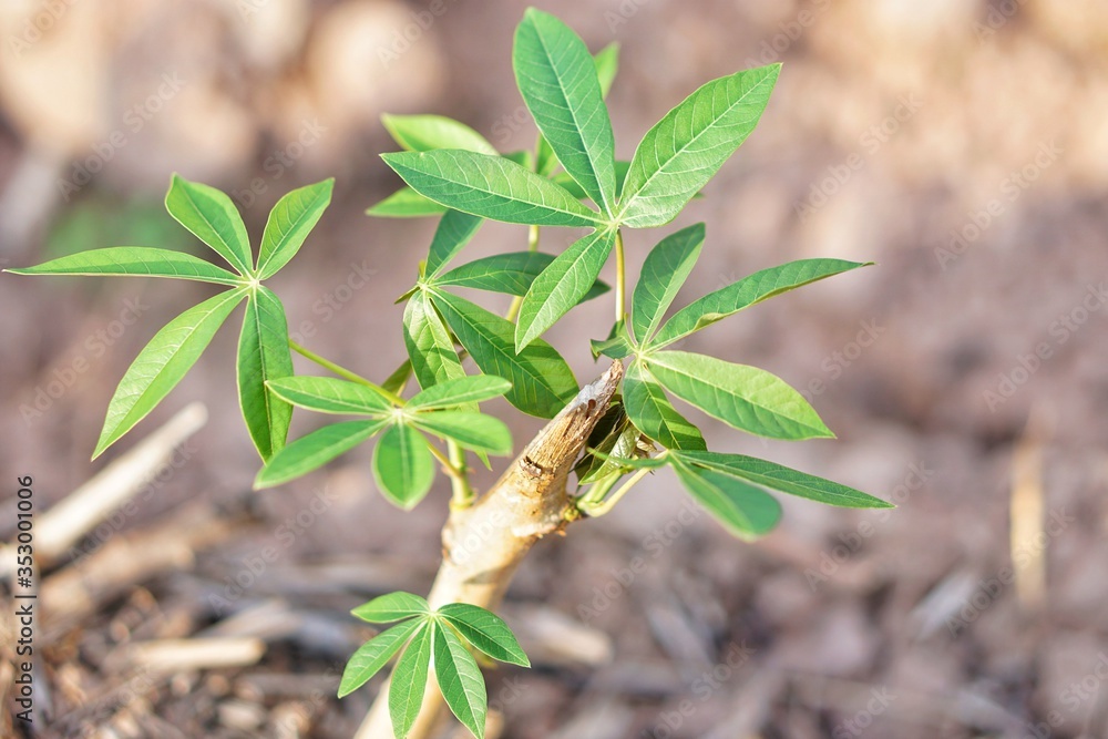 Cassava planting area of Thai farmers in rural areas. Thai farmers earn ...
