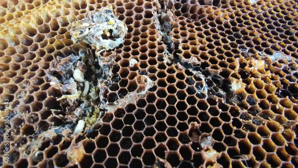 Big and small larvas of wax moth raising in old honeycombs,close up ...