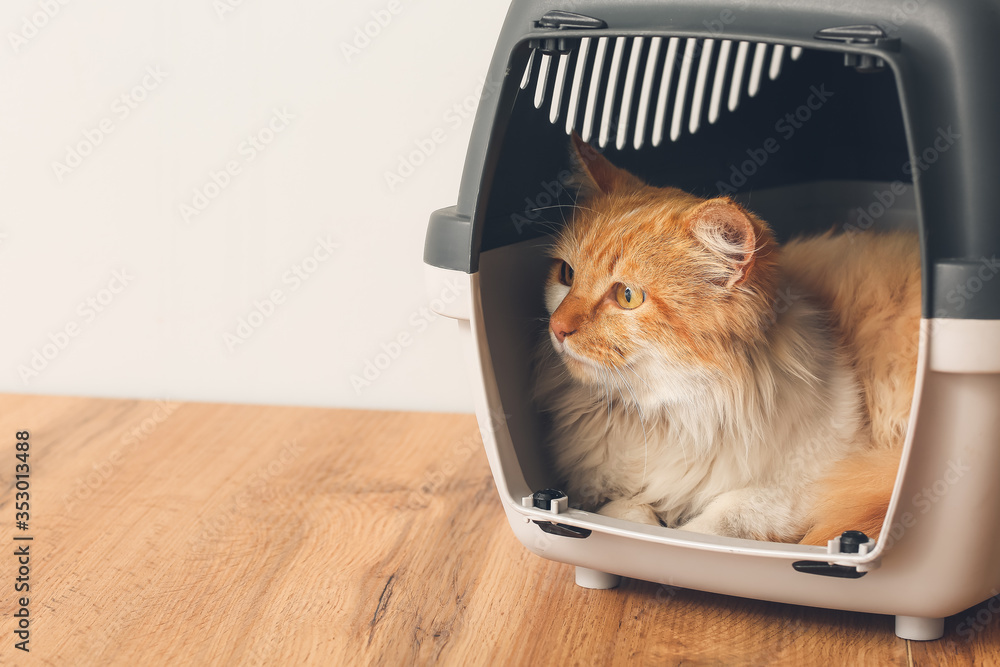 Funny Cat Carrier