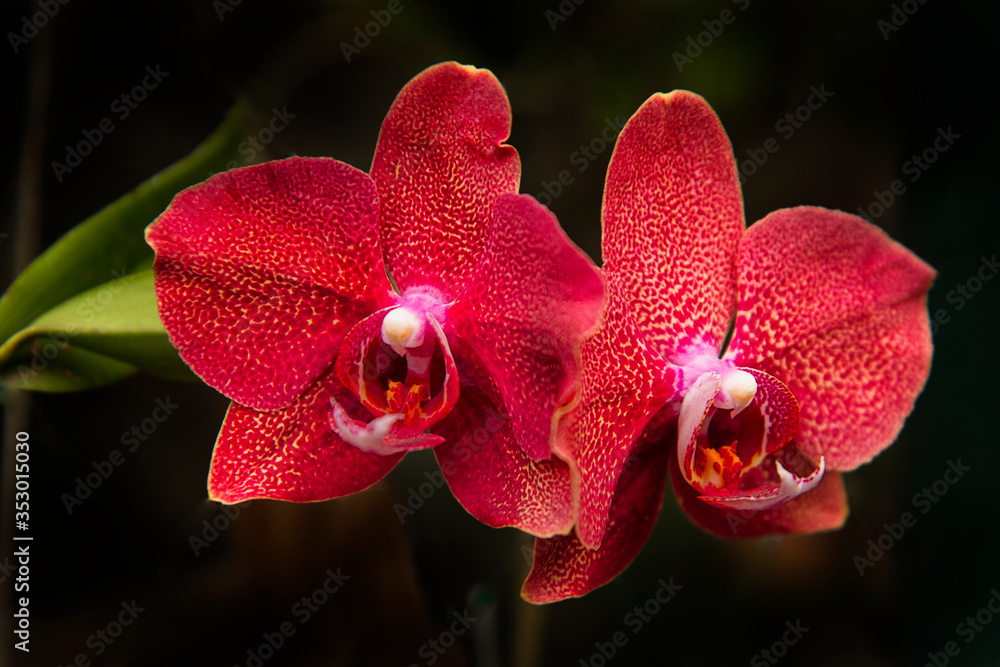 red orchid flower. Doritaenopsis, is an intergeneric hybrid between the ...