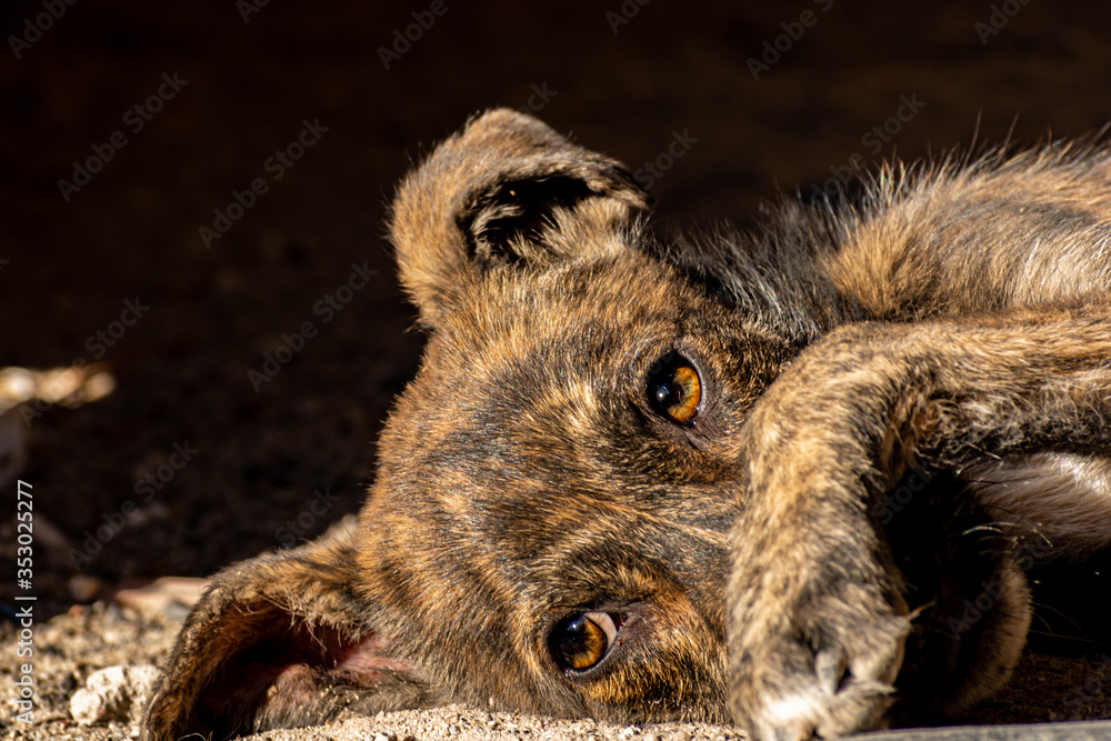 pequeño perro marrón recostado tapando su rostro en fondo negro Stock ...