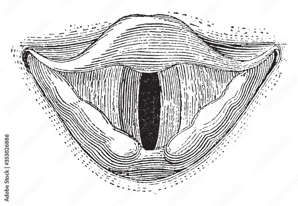 Glottis, vintage illustration. Stock Vector | Adobe Stock